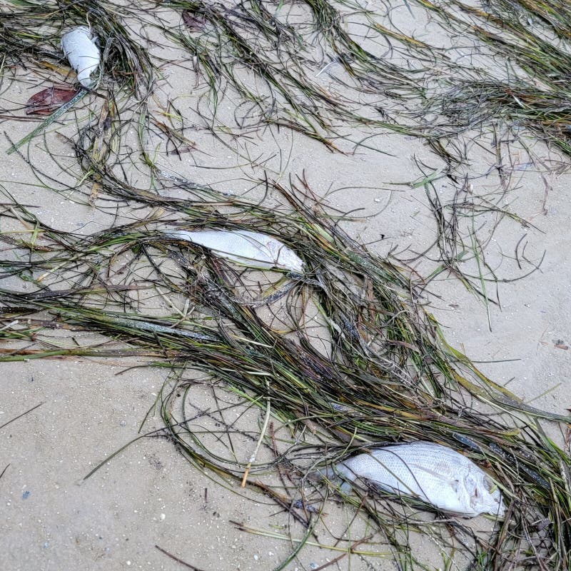 Red Tide Dead Fish in Florida Stock Photo - Image of fish, leaf: 223721818