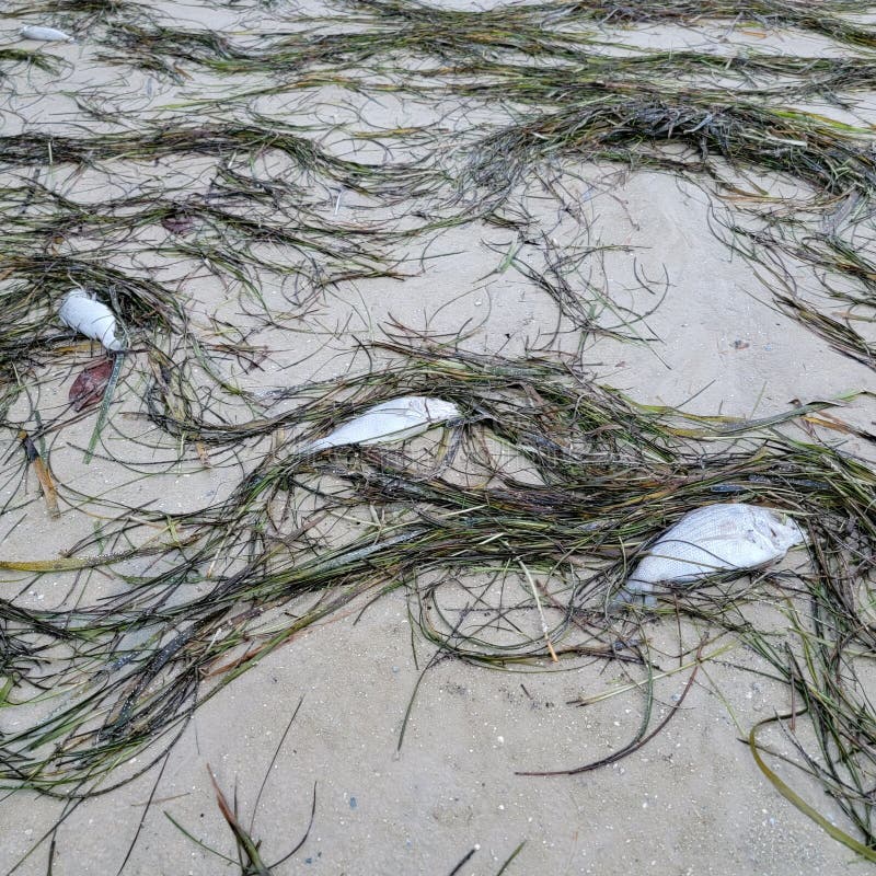 Red Tide Dead Fish in Florida Stock Image - Image of marine, leaf ...