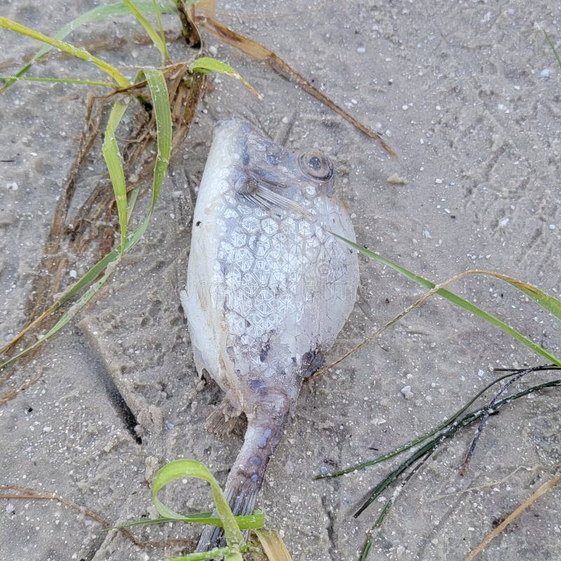 Red Tide Dead Fish in Florida Stock Photo - Image of animal, plant ...