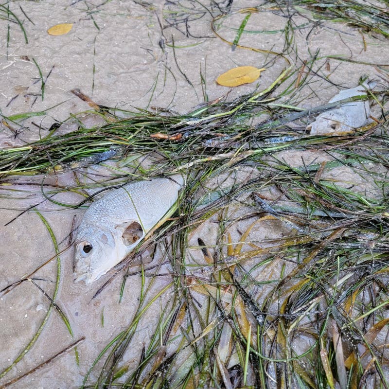 Red Tide Dead Fish in Florida Stock Photo - Image of animal, plant ...