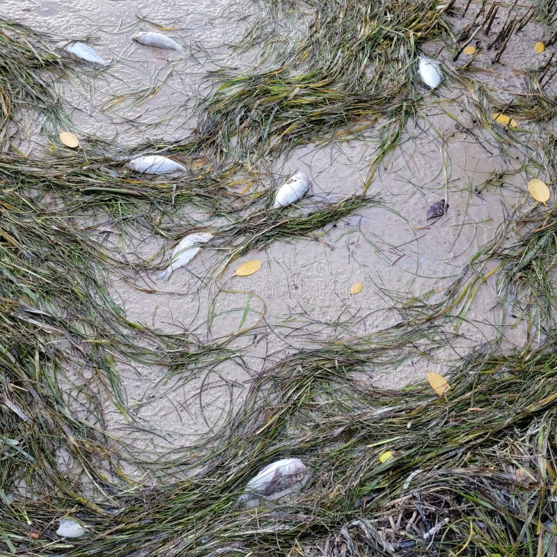 Red Tide Dead Fish in Florida Stock Photo - Image of animal, plant ...