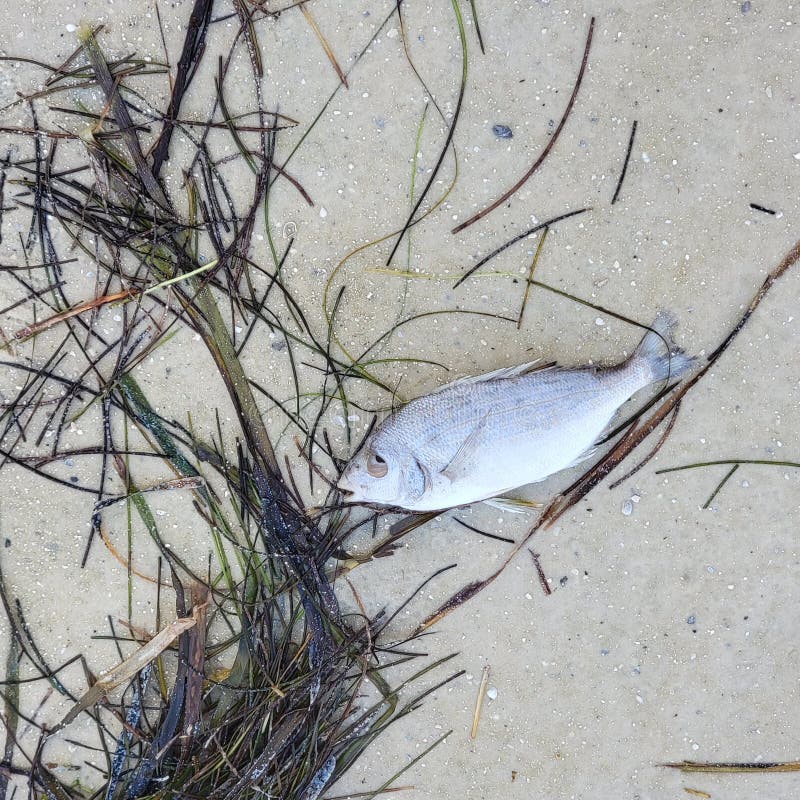Red Tide Dead Fish in Florida Stock Photo - Image of piles, painting ...
