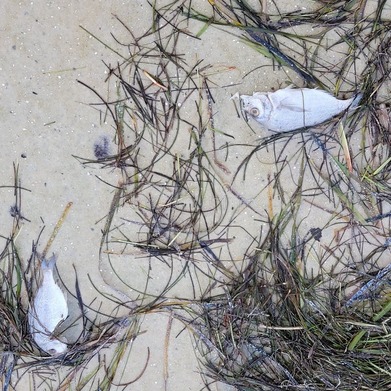Red Tide Dead Fish in Florida Stock Photo - Image of piles, painting ...