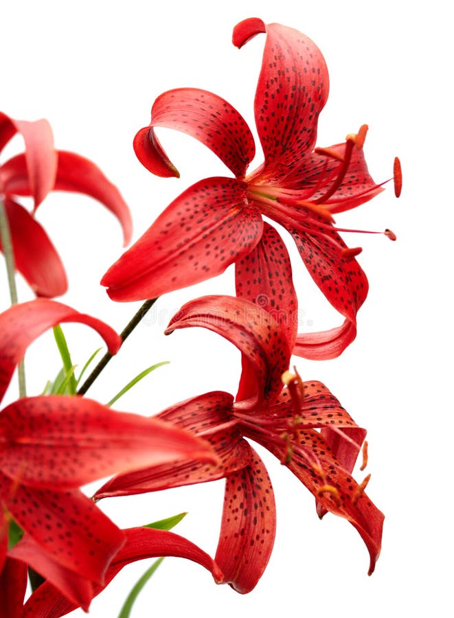 Red tiger lily stock photo. Image of lily, flora, plant - 17998894