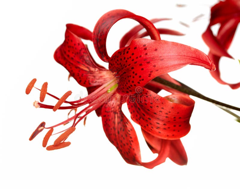 Red tiger lily stock photo. Image of lily, flora, plant - 17998894