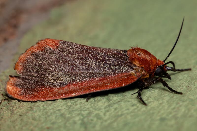 Red Tiger Moth stock photo. Image of wall, brazilian - 200115330