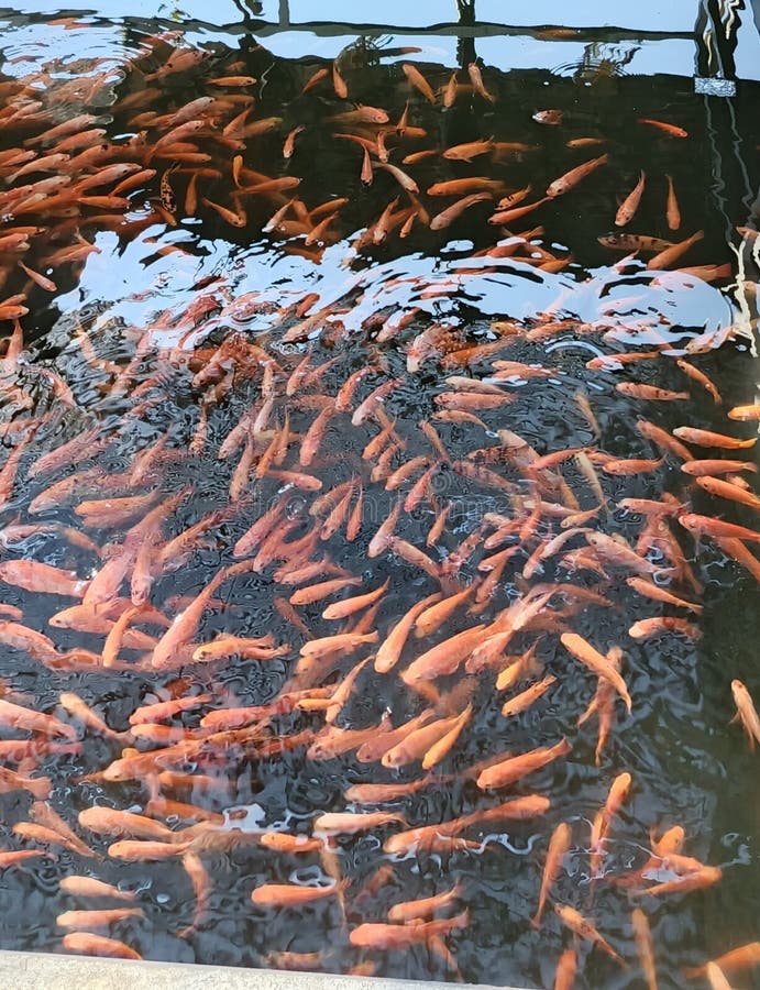 Red tilapia farm stock photo. Image of crowded, fish - 378921738