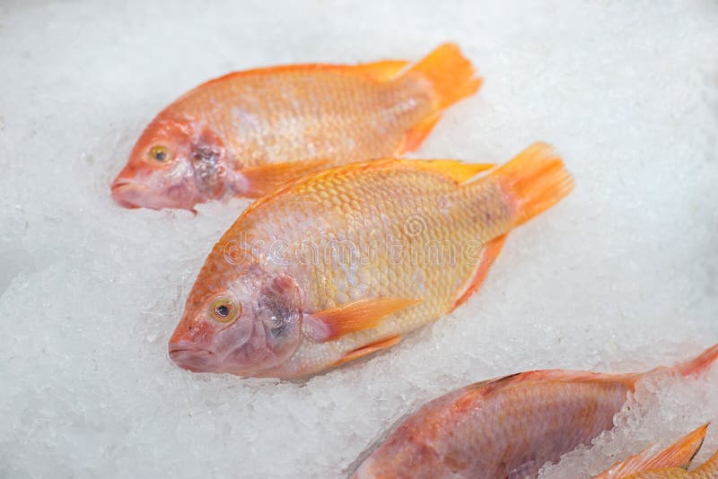 282 Live Tilapia Stock Photos - Free & Royalty-Free Stock Photos from ...