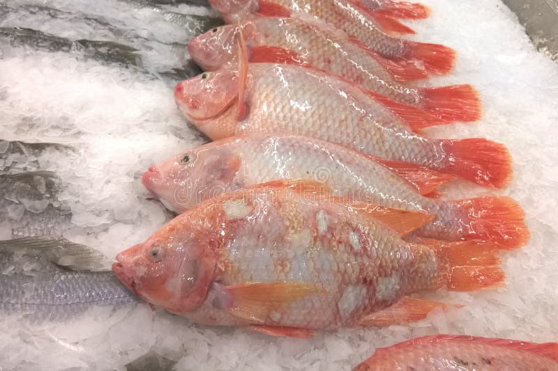 Red Tilapia fish stock image. Image of animal, healthy - 100313593