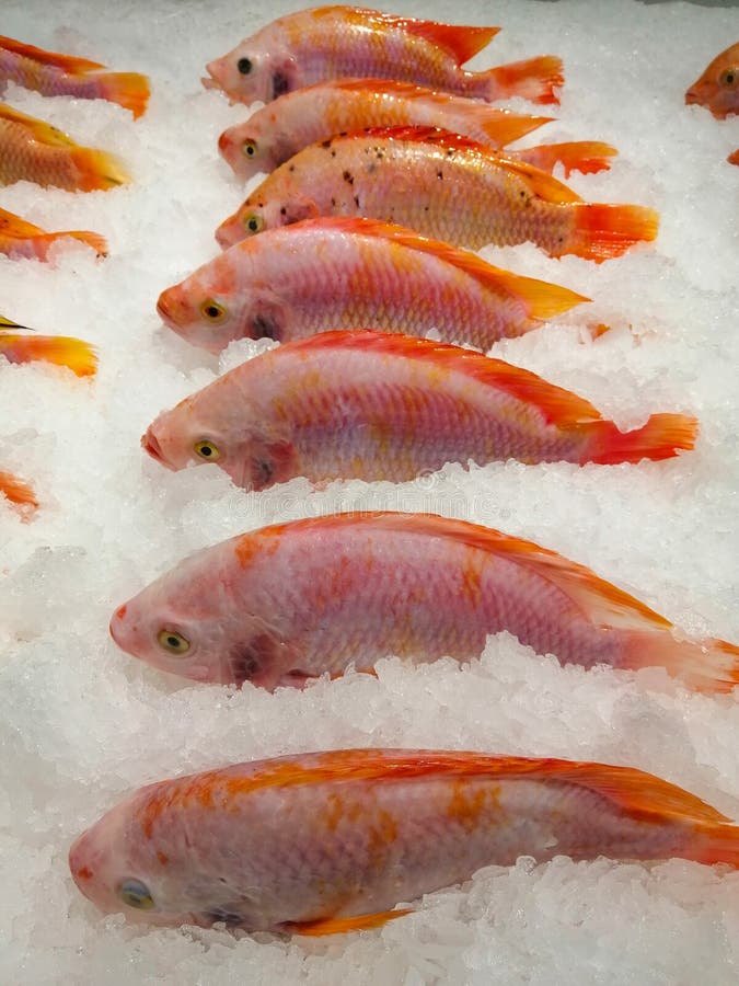 Red Tilapia Fish on Ice Tray Stock Photo - Image of cuisine, protein ...