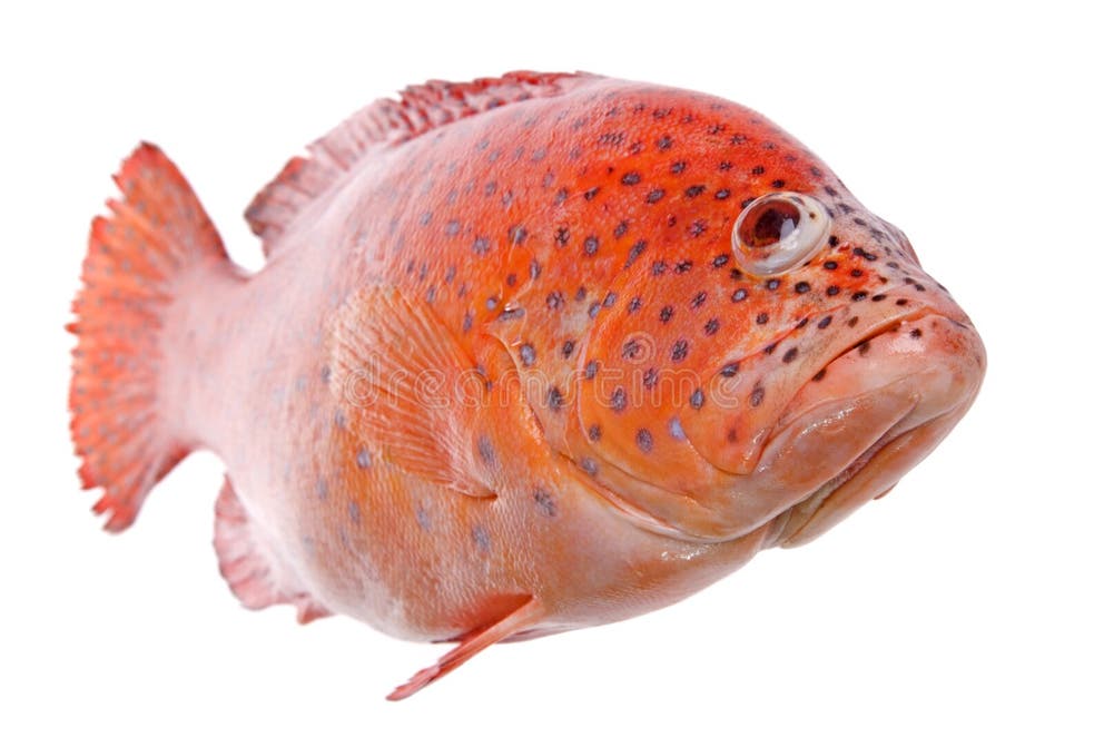 Red Tilapia Fish Isolated stock photo. Image of fillet - 7131008