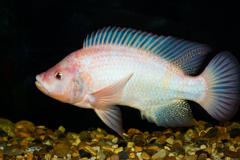 Red Tilapia Fish in the Water Stock Image - Image of background, food ...