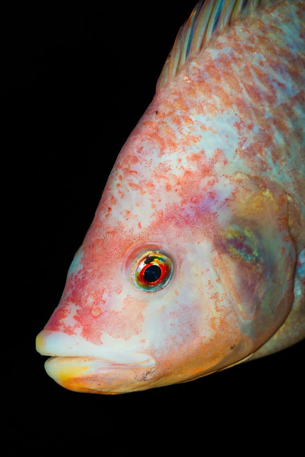 Red Tilapia Fish in the Water Stock Image - Image of animal, swim ...