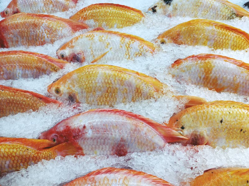 Red Tilapia Fish or Ruby Fish on Ice at the Supermarket Stock Photo ...
