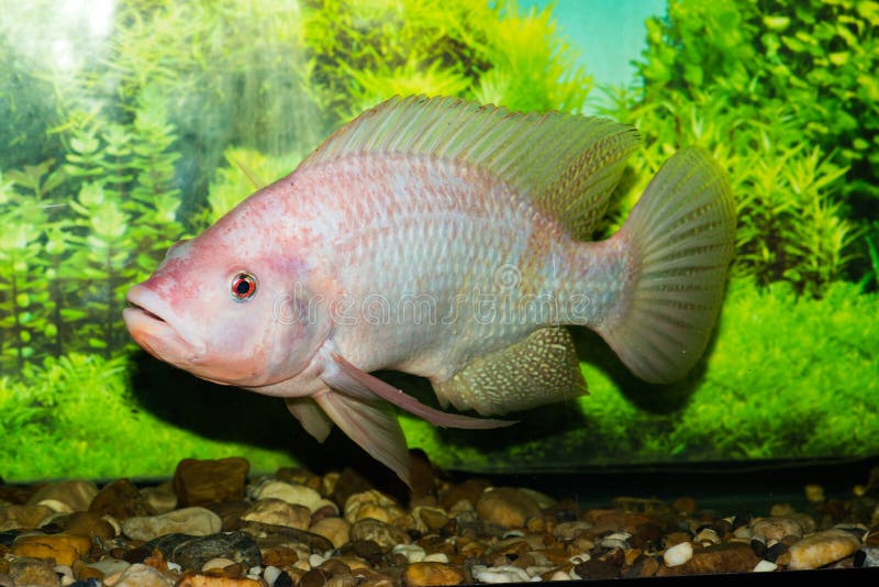 Red Tilapia Fish in the Water Stock Image - Image of creature ...