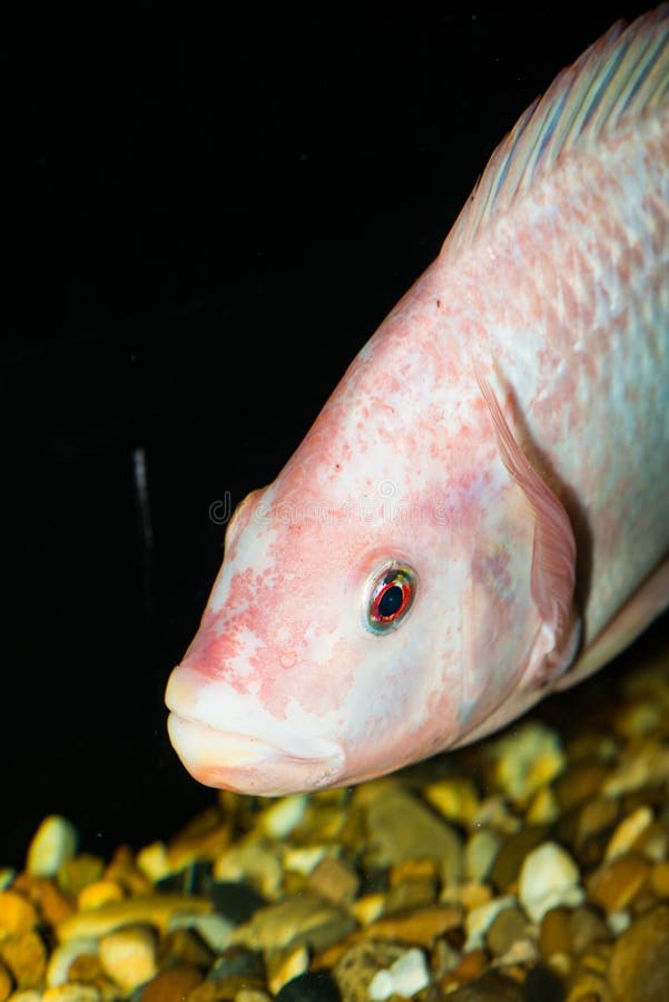 Red Tilapia Fish in the Water Stock Photo - Image of alive, living ...