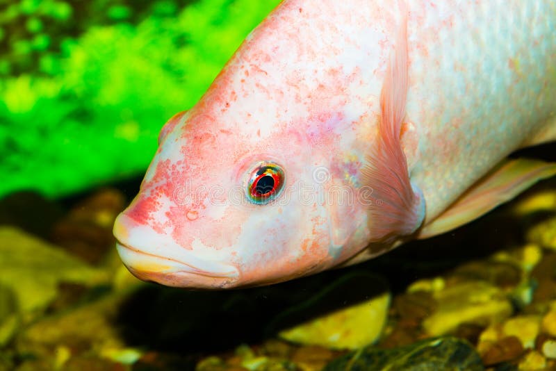 Red Tilapia Fish in the Water Stock Photo - Image of color, specie ...