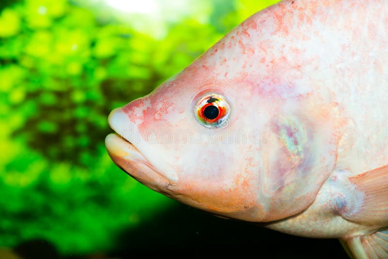 Red Tilapia Fish in the Water Stock Photo - Image of tilapia, fresh ...