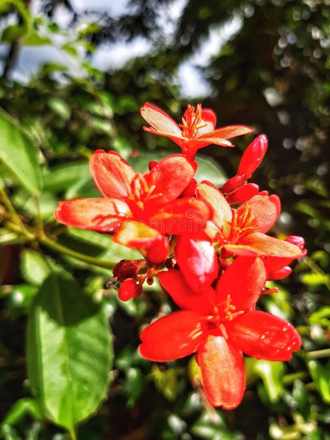 Red Tiny Cute Flower Closeup View Stock Photo - Image of view, petal ...