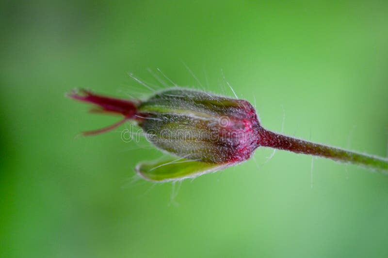 Red tiny flower stock photo. Image of focus, macro, bell - 325564612