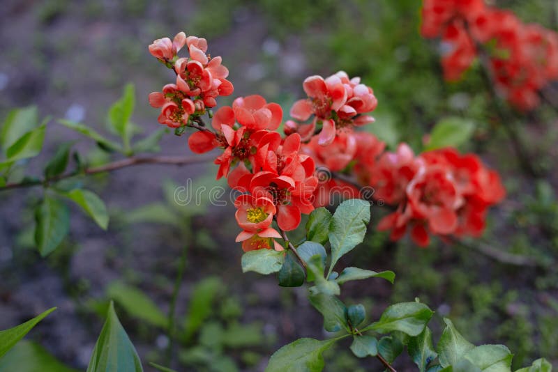 Red Tiny Flowers of Bush Branch Stock Image - Image of botany, shrub ...