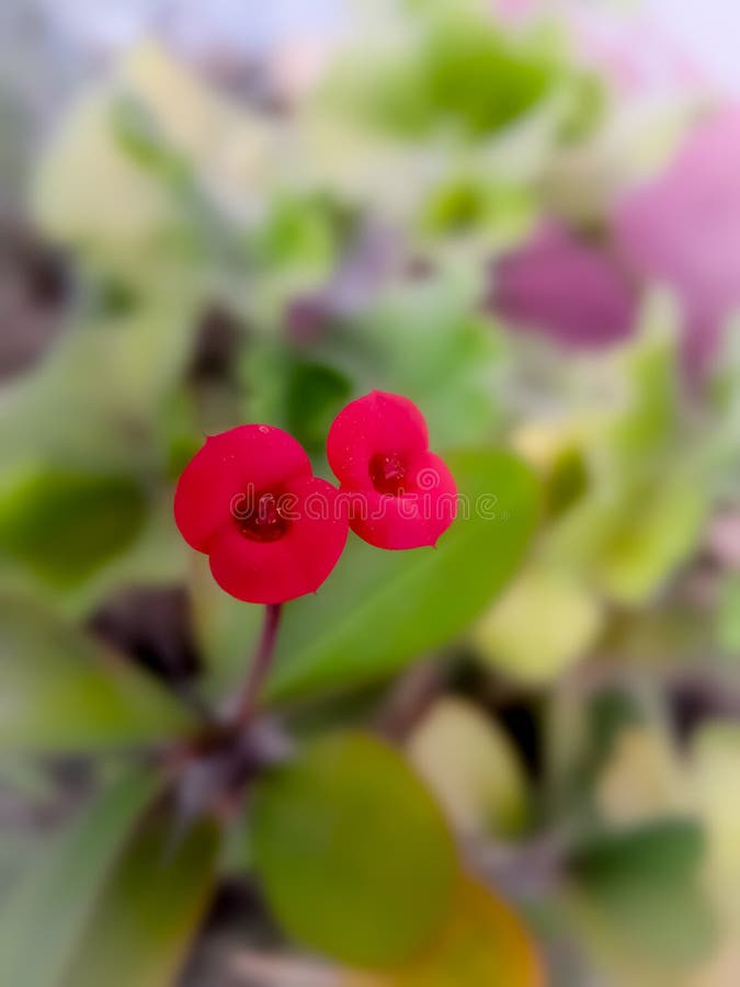 Red tiny flowers stock photo. Image of colorful, tiny - 155098630