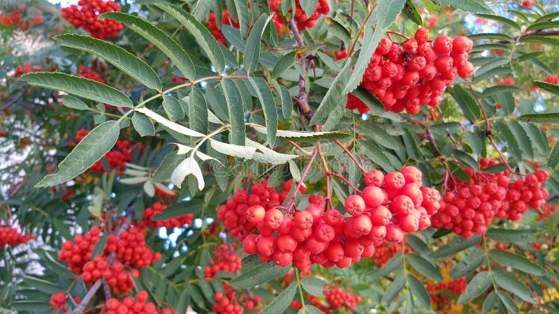 Red tiny fruit stock image. Image of shiny, fruit, tiny - 147055289