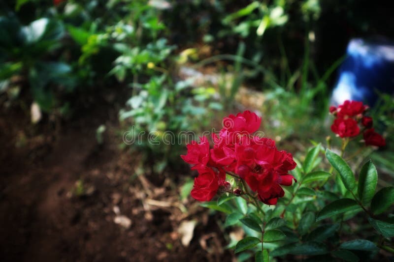 Red Tiny Roses Blooming in the Garden Stock Photo - Image of bouquet ...