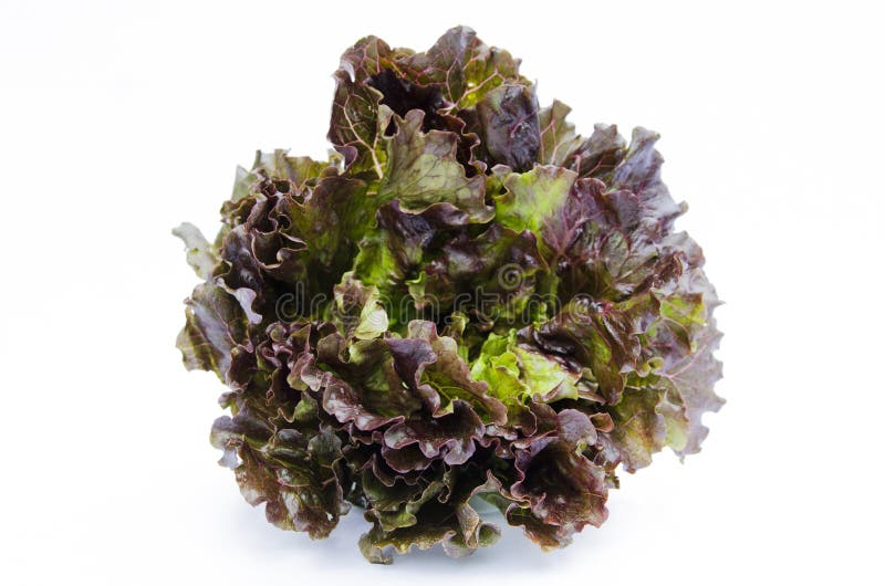 Lettuce head, isolated stock photo. Image of healthy - 29391228