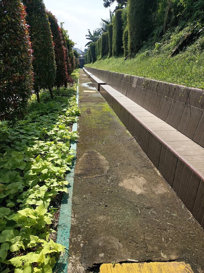 Red Tip Ornamental Trees with Thick Leaves Make the Streets Look ...