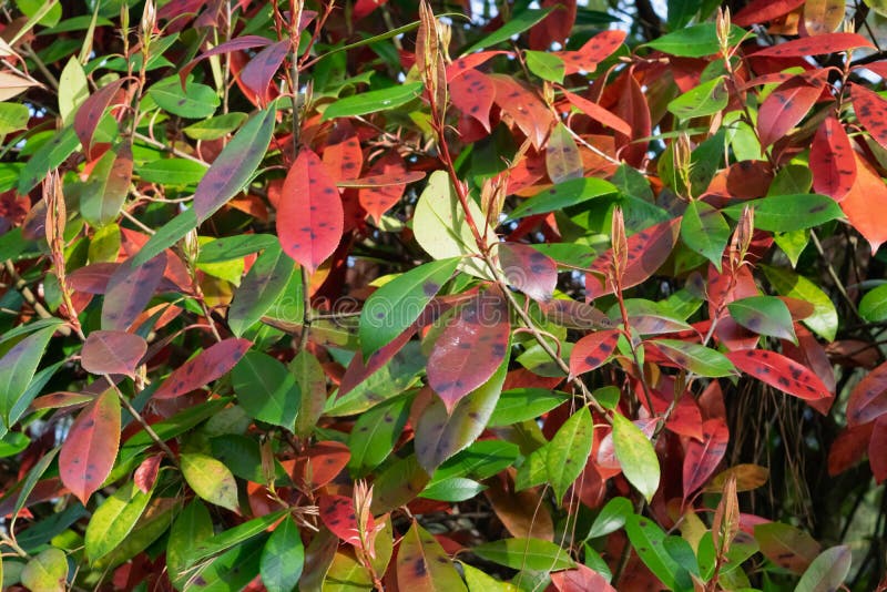 Colorful Leaves of Red Tip Photinia. Stock Image - Image of autumn ...