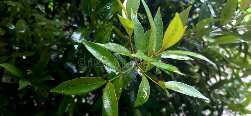Red Tip Plant Leaves in the Morning Stock Photo - Image of plant ...