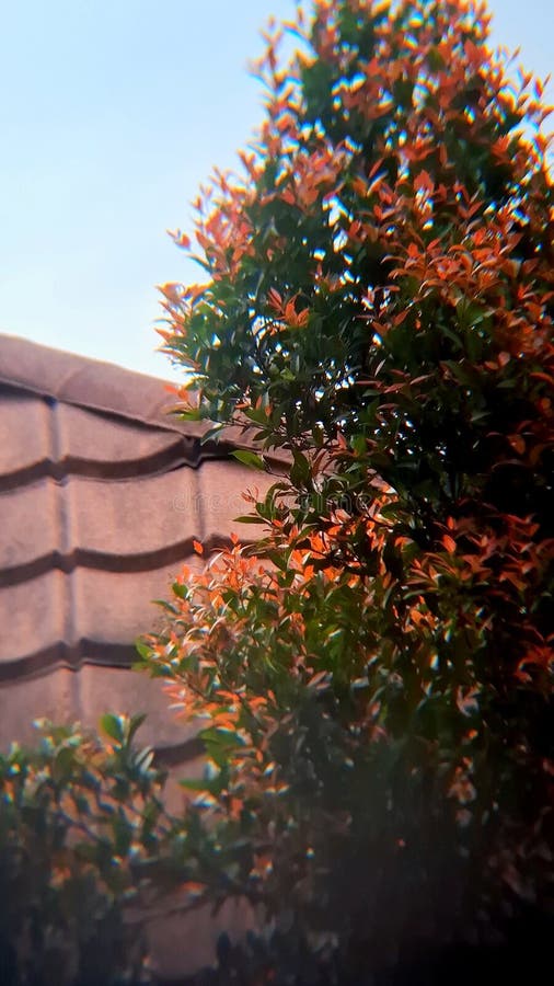 A Red Tip Tree with Aesthetic and Natural Beauty Stock Image - Image of ...