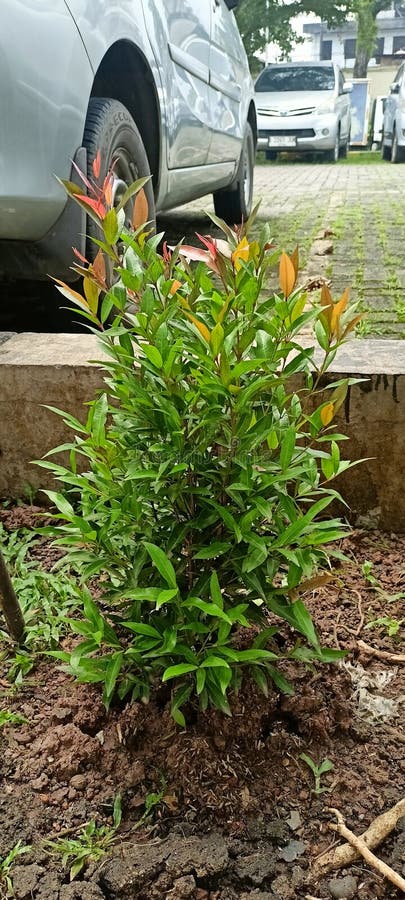 Red Tip Tree Endemic To Indonesia Stock Image - Image of endemic, tree ...