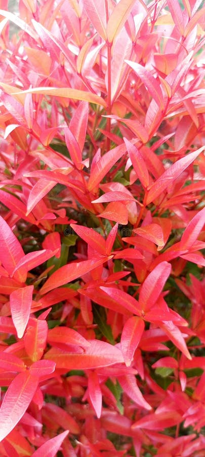 Red Tip Tree Very Beautiful Plant Stock Photos - Free & Royalty-Free ...