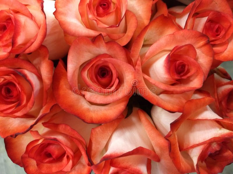 Red Tipped Roses stock image. Image of roses, flowers - 171267181