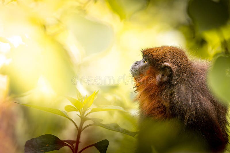 Red Titi Monkey on a Forest Tree Stock Photo - Image of titi, creature ...