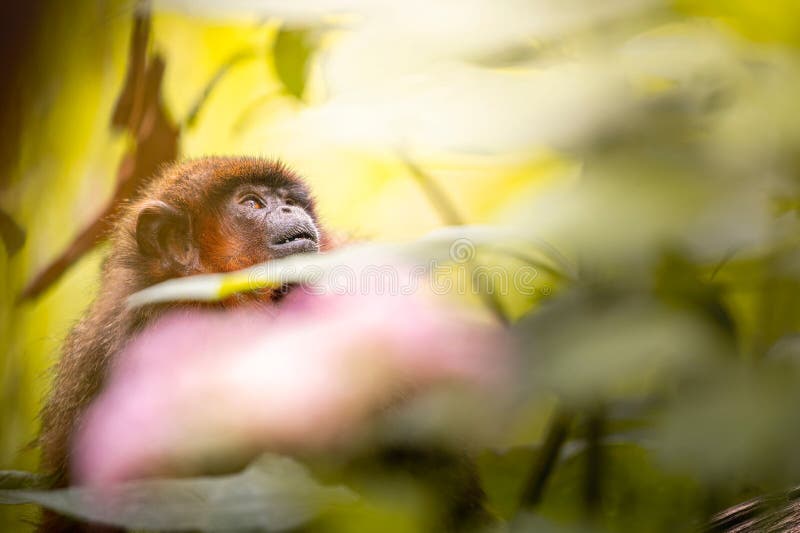 Red Titi Monkey on a Forest Tree Stock Photo - Image of nature, animal ...