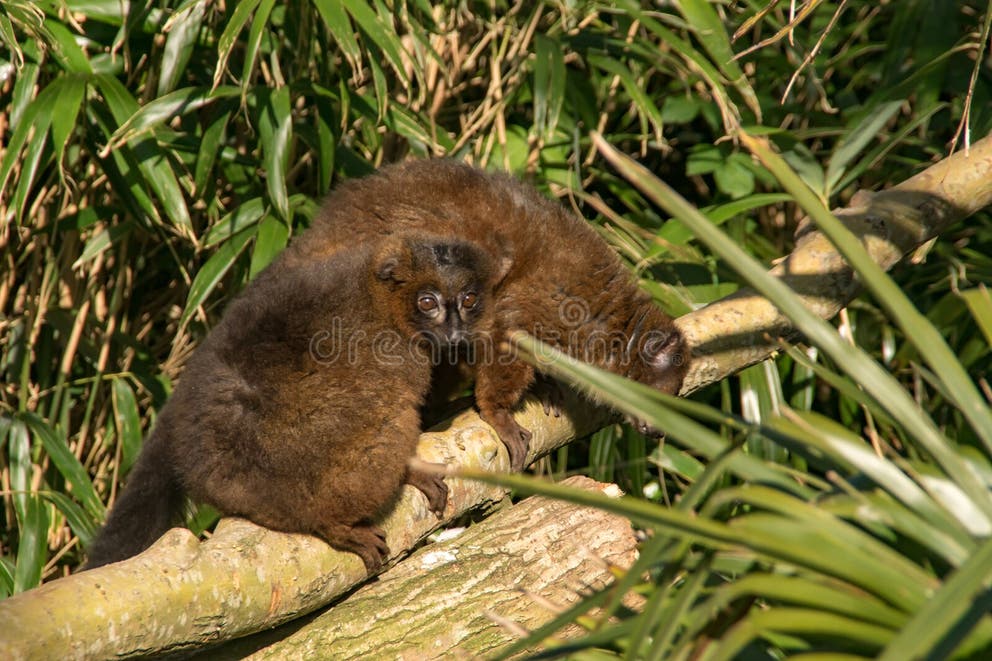 Red titi monkeys stock image. Image of small, monkey - 302915517