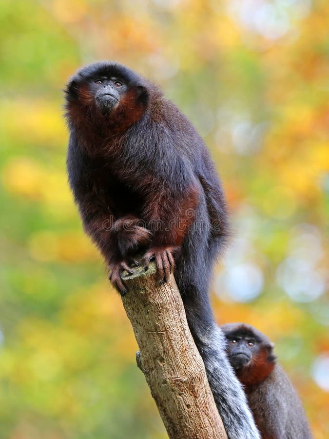 Red titi portrait stock photo. Image of portrait, white - 104992268