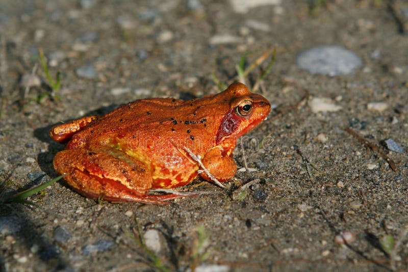 Toad stock photo. Image of lizard, beetle, invertebrate - 202698758