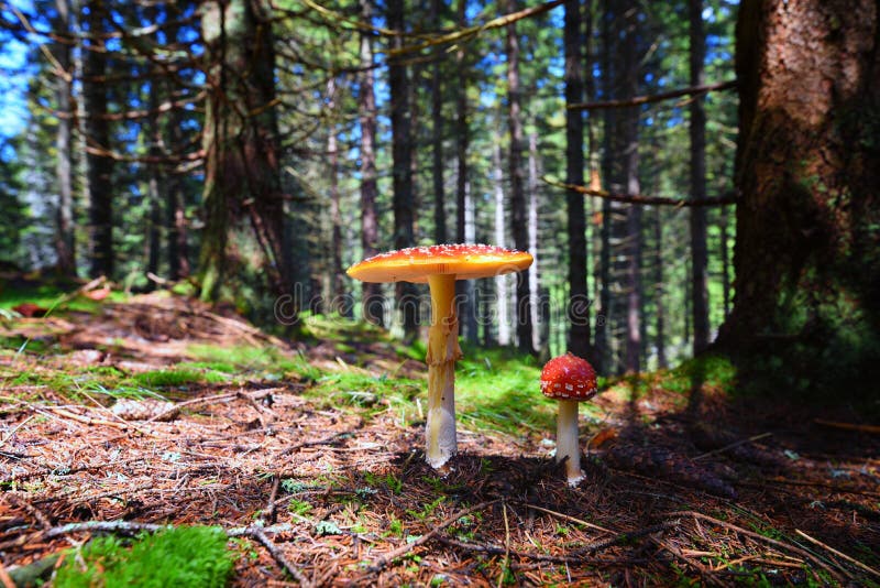 Toadstool stock image. Image of agaric, grass, woods - 123477289