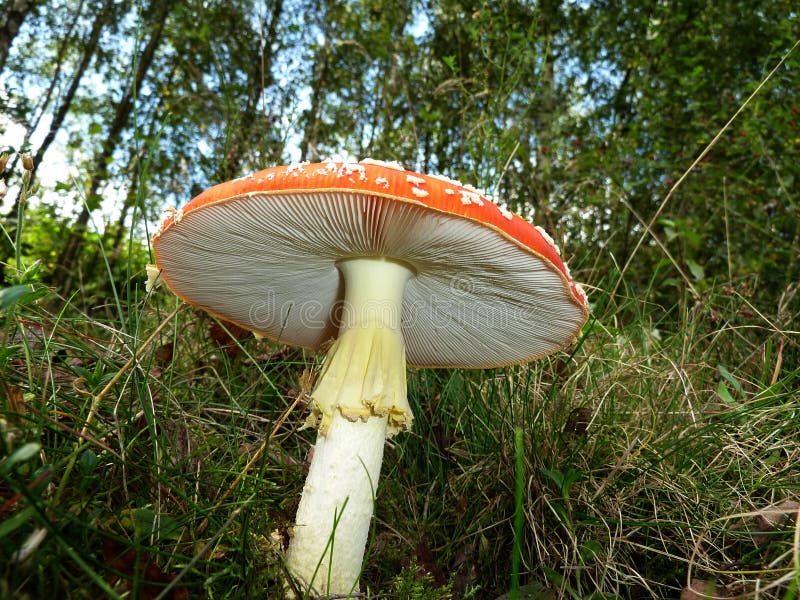 Red toadstool stock image. Image of medicine, agaric - 11131801
