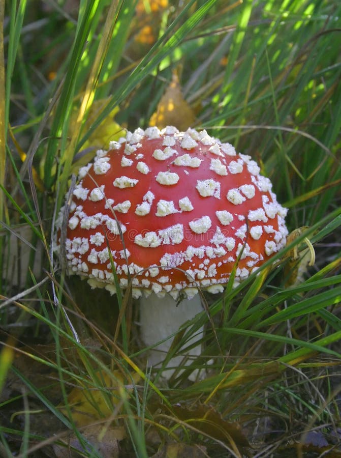 Toadstool