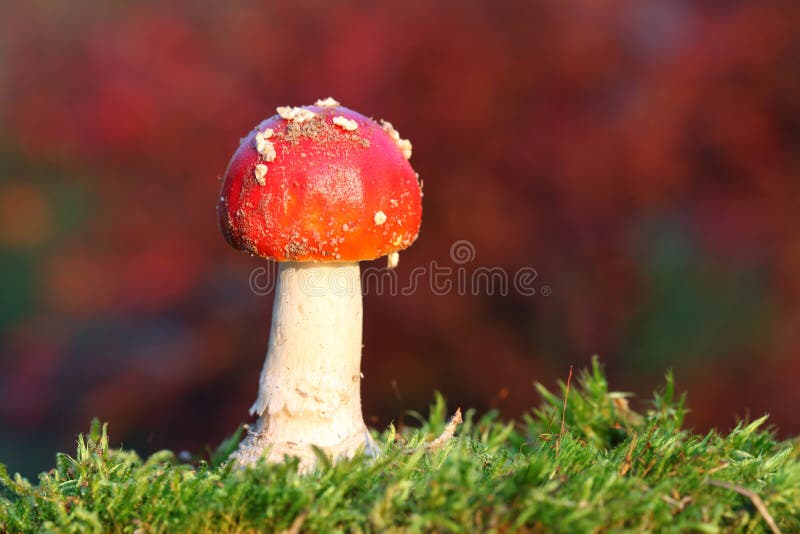 Red toadstool stock photo. Image of muscaria, amanita - 23510368