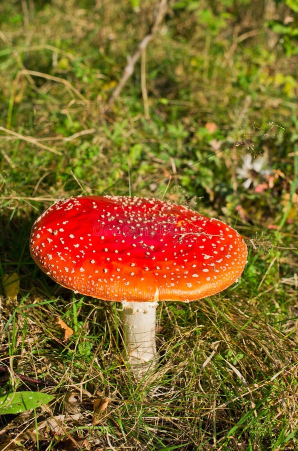 Red toadstool stock image. Image of grass, medicine, biology - 27579963
