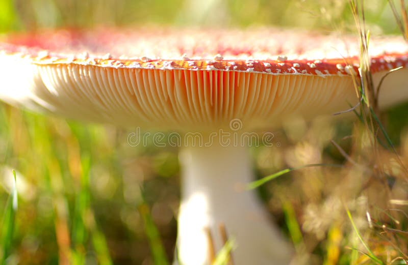 Red Toadstool stock photo. Image of poisonous, ground - 48108082