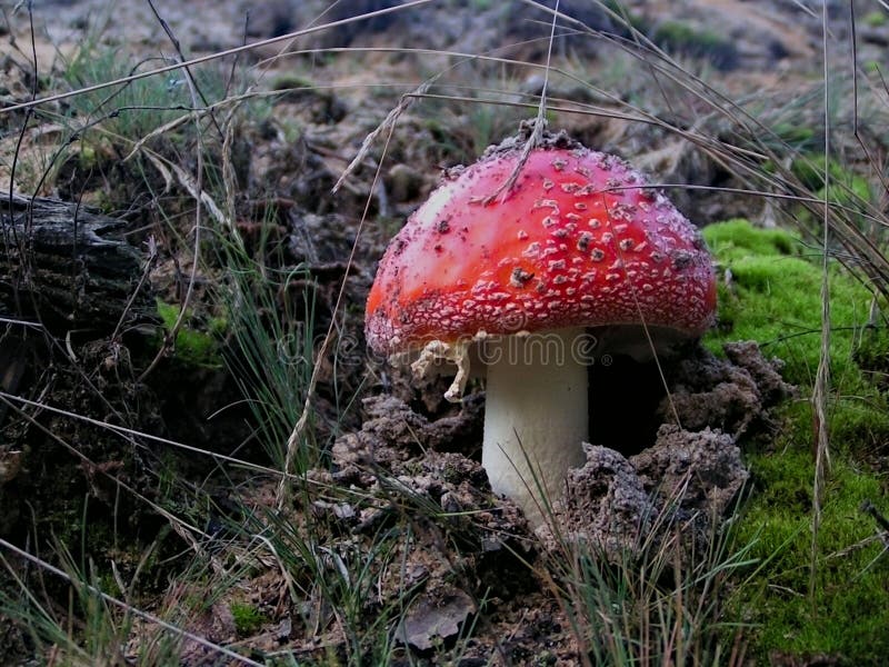 Red Toadstool with a Conical "hat" . Stock Photo - Image of fungus ...