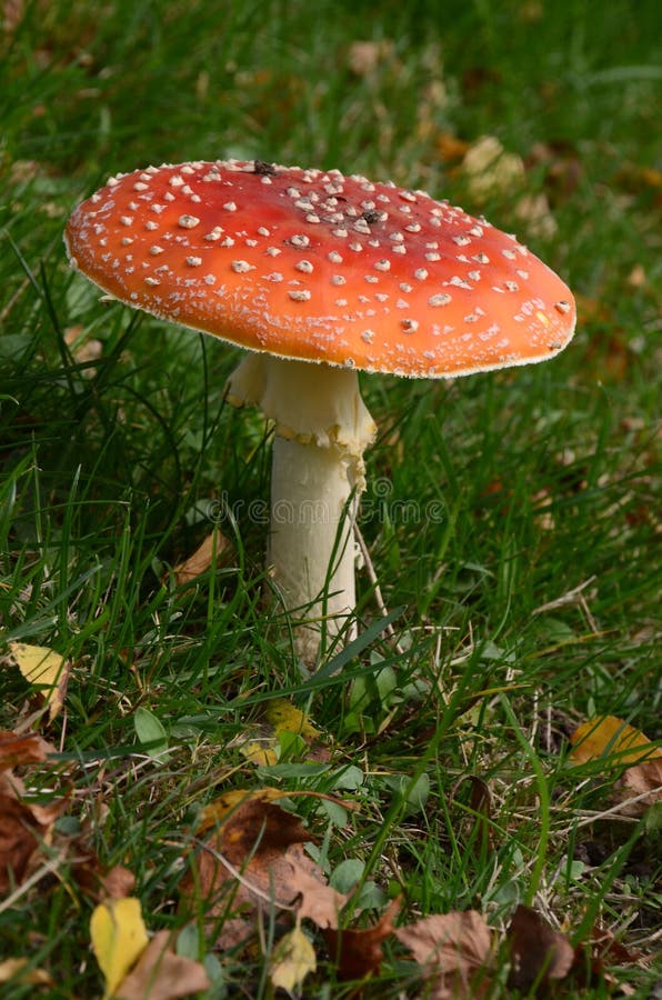 Red Toadstool stock photo. Image of mushroom, vertical - 102192190