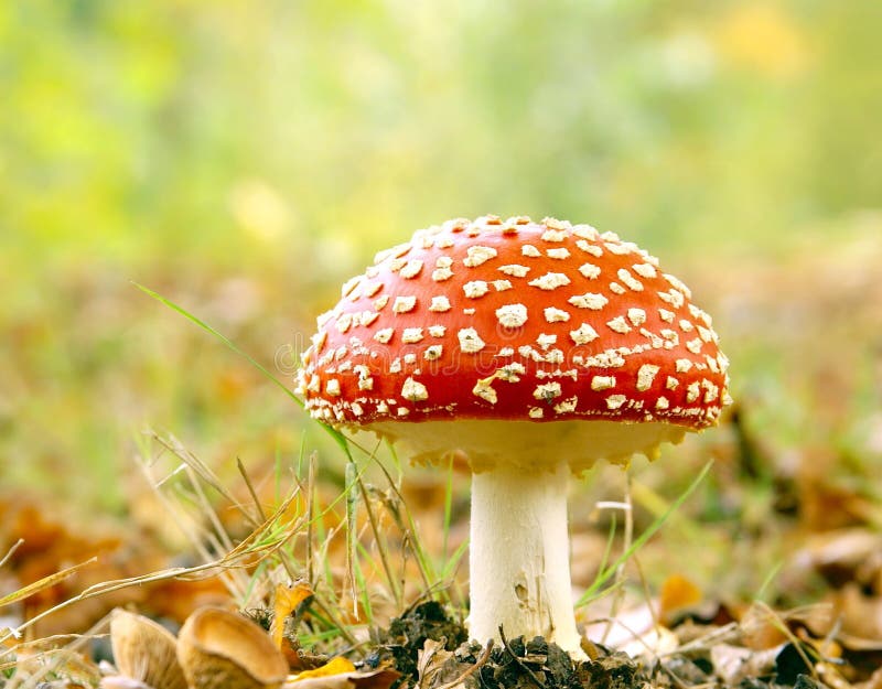 Red toadstool stock image. Image of gnome, leafs, food - 59691157